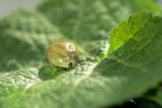 Tbe Bilder – Durchsuchen 378 Archivfotos, Vektorgrafiken und Videos ...