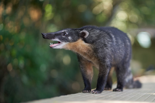 Ostronos bilder – Bläddra bland 16 stockfoton, vektorer och videor ...
