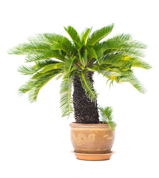 รูปภาพCycad – เลือกดูภาพถ่ายสต็อก เวกเตอร์ และวิดีโอ10,058 | Adobe Stock