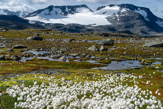 Lom bilder – Bläddra bland 4,835 stockfoton, vektorer och videor ...