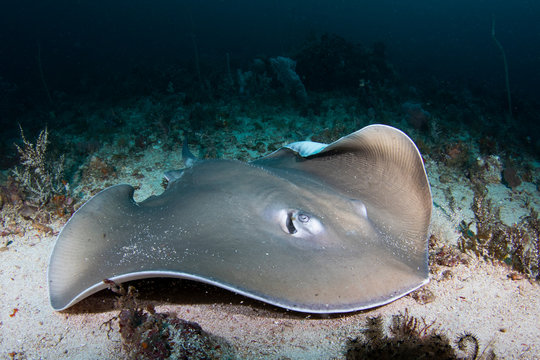รูปภาพWhipray – เลือกดูภาพถ่ายสต็อก เวกเตอร์ และวิดีโอ29,332 | Adobe Stock