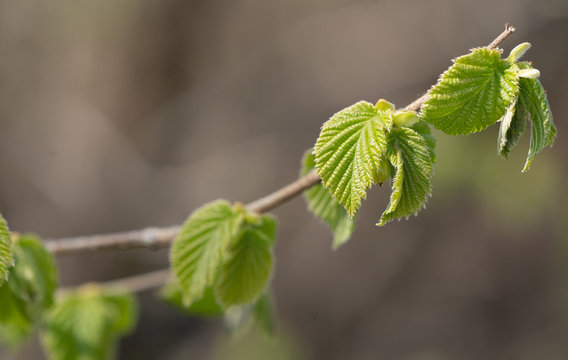 Haselnussblatt Bilder – Durchsuchen 1,263 Archivfotos, Vektorgrafiken ...