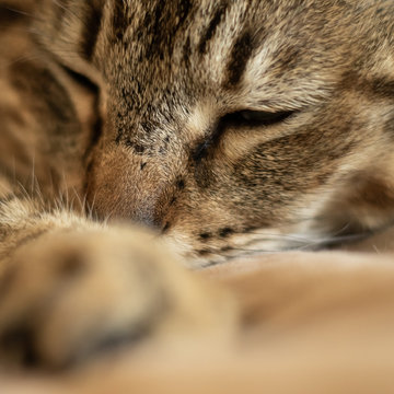 รูปภาพSomnoler – เลือกดูภาพถ่ายสต็อก เวกเตอร์ และวิดีโอ130 | Adobe Stock