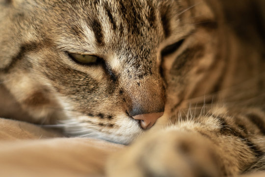 รูปภาพSomnoler – เลือกดูภาพถ่ายสต็อก เวกเตอร์ และวิดีโอ130 | Adobe Stock