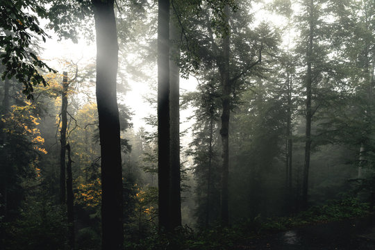 12,449 件の最適な Nebelig 画像、ストック写真、ベクター | Adobe Stock