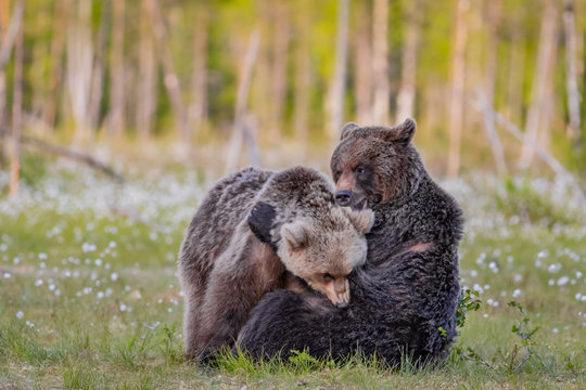 Knuddelig Bilder – Durchsuchen 1,612 Archivfotos, Vektorgrafiken und ...