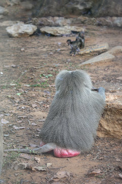 Rotarschpavian-Bilder: Stock-Fotos & -Videos. | Adobe Stock