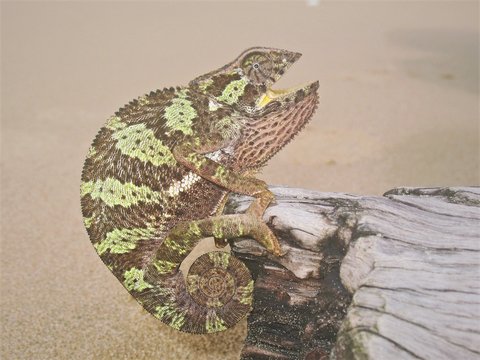 23,259 BEST Sub-Saharan IMAGES, STOCK PHOTOS & VECTORS | Adobe Stock