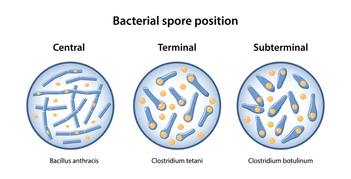 Clostridium Botulinum Spores