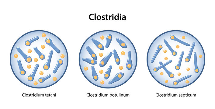 รูปภาพClostridium – เลือกดูภาพถ่ายสต็อก เวกเตอร์ และวิดีโอ1,781 | Adobe ...