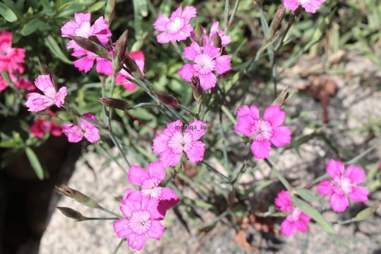 Imágenes de Floks: descubre bancos de fotos, ilustraciones, vectores y ...