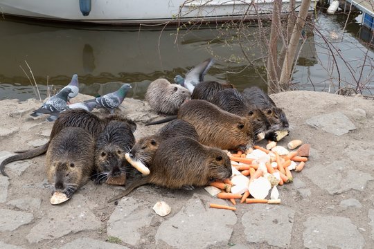 Caviomorpha Bilder – Durchsuchen 440 Archivfotos, Vektorgrafiken und ...