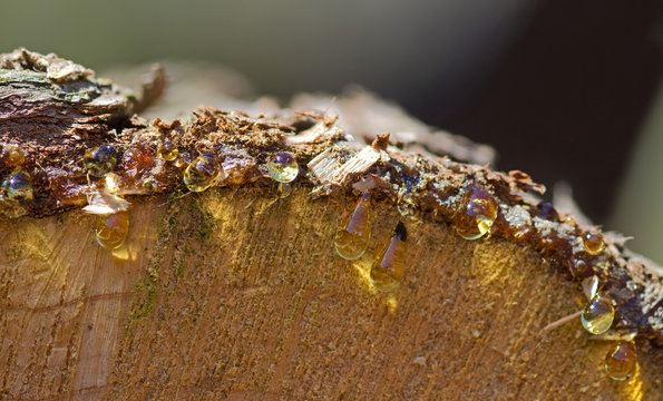 Klebrig bilder – Bläddra bland 2,429 stockfoton, vektorer och videor ...