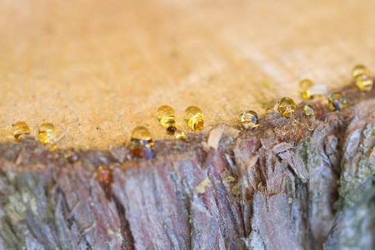 Klebrig bilder – Bläddra bland 2,429 stockfoton, vektorer och videor ...