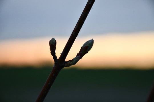 "Tree Bud" Images – Browse 515 Stock Photos, Vectors, and Video | Adobe ...