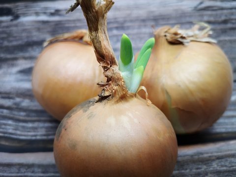 Bollen Bilder – Durchsuchen 684 Archivfotos, Vektorgrafiken und Videos ...