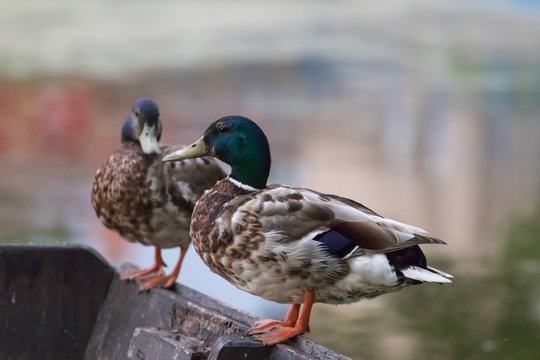 Patka Bilder – Durchsuchen 436 Archivfotos, Vektorgrafiken und Videos ...