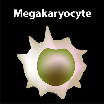 รูปภาพMegakaryocyte – เลือกดูภาพถ่ายสต็อก เวกเตอร์ และวิดีโอ154 | Adobe ...
