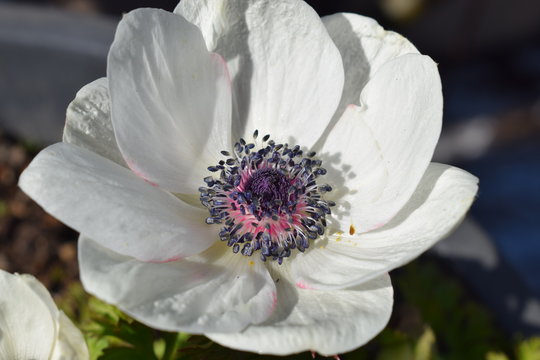 รูปภาพAnemonae – เลือกดูภาพถ่ายสต็อก เวกเตอร์ และวิดีโอ73 | Adobe Stock