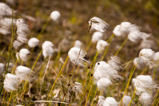 Fluey Bilder – Durchsuchen 667 Archivfotos, Vektorgrafiken und Videos ...