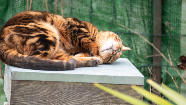 Pren Bilder – Durchsuchen 67 Archivfotos, Vektorgrafiken und Videos ...