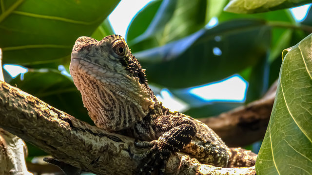 Imágenes de Retil: descubre bancos de fotos, ilustraciones, vectores y ...