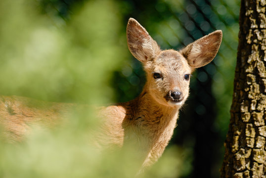 รูปภาพChevrillard – เลือกดูภาพถ่ายสต็อก เวกเตอร์ และวิดีโอ137 | Adobe Stock