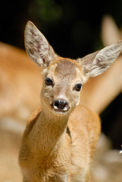 รูปภาพChevrillard – เลือกดูภาพถ่ายสต็อก เวกเตอร์ และวิดีโอ136 | Adobe Stock