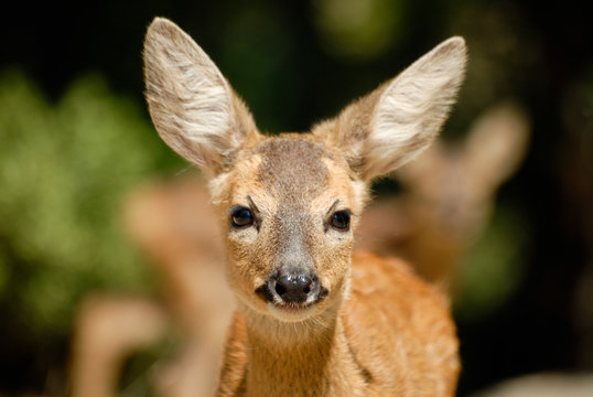รูปภาพChevrillard – เลือกดูภาพถ่ายสต็อก เวกเตอร์ และวิดีโอ137 | Adobe Stock