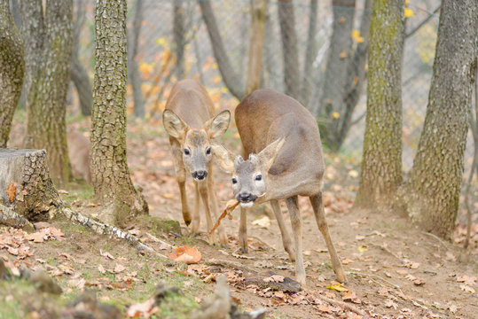 รูปภาพChevrillard – เลือกดูภาพถ่ายสต็อก เวกเตอร์ และวิดีโอ137 | Adobe Stock