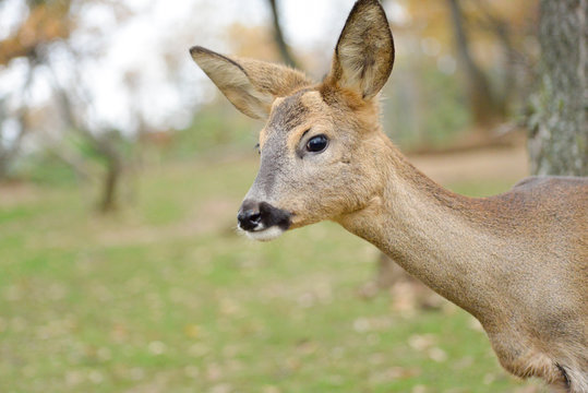 รูปภาพChevrillard – เลือกดูภาพถ่ายสต็อก เวกเตอร์ และวิดีโอ137 | Adobe Stock