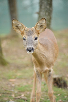 รูปภาพChevrillard – เลือกดูภาพถ่ายสต็อก เวกเตอร์ และวิดีโอ136 | Adobe Stock