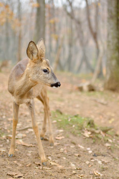 Chevrillard bilder – Bläddra bland 136 stockfoton, vektorer och videor ...