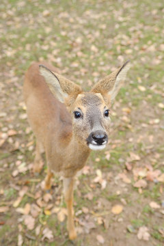 รูปภาพChevrillard – เลือกดูภาพถ่ายสต็อก เวกเตอร์ และวิดีโอ136 | Adobe Stock