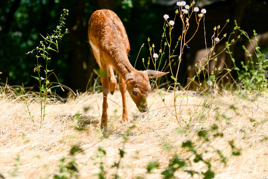 รูปภาพChevrillard – เลือกดูภาพถ่ายสต็อก เวกเตอร์ และวิดีโอ137 | Adobe Stock