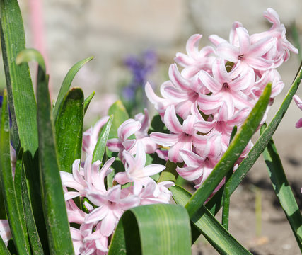 รูปภาพFlovers – เลือกดูภาพถ่ายสต็อก เวกเตอร์ และวิดีโอ2,702 | Adobe Stock