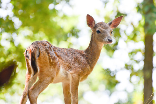 รูปภาพChevrillard – เลือกดูภาพถ่ายสต็อก เวกเตอร์ และวิดีโอ136 | Adobe Stock