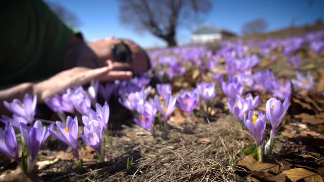 Crocus Video Footage – Browse 5,836 HD Stock Video and Footage | Adobe ...