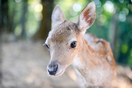 รูปภาพChevrillard – เลือกดูภาพถ่ายสต็อก เวกเตอร์ และวิดีโอ136 | Adobe Stock