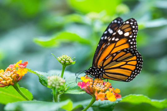 Monarch Images – Browse 458,322 Stock Photos, Vectors, and Video ...