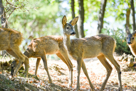 รูปภาพChevrillard – เลือกดูภาพถ่ายสต็อก เวกเตอร์ และวิดีโอ137 | Adobe Stock