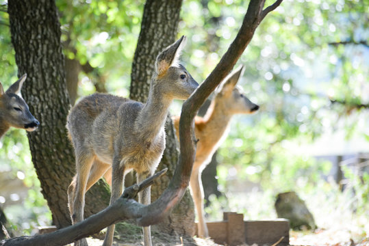รูปภาพChevrillard – เลือกดูภาพถ่ายสต็อก เวกเตอร์ และวิดีโอ136 | Adobe Stock