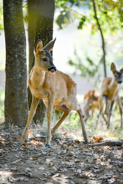 รูปภาพChevrillard – เลือกดูภาพถ่ายสต็อก เวกเตอร์ และวิดีโอ136 | Adobe Stock