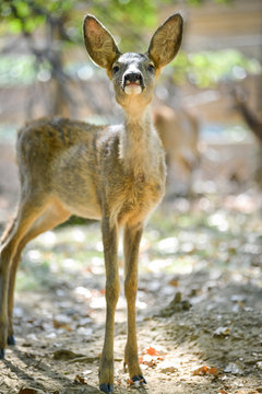 รูปภาพChevrillard – เลือกดูภาพถ่ายสต็อก เวกเตอร์ และวิดีโอ137 | Adobe Stock