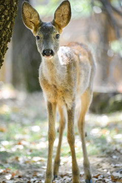 รูปภาพChevrillard – เลือกดูภาพถ่ายสต็อก เวกเตอร์ และวิดีโอ136 | Adobe Stock