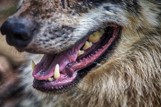 「Lefzen」の画像 - 137 件の Stock 写真、ベクターおよびビデオ | Adobe Stock