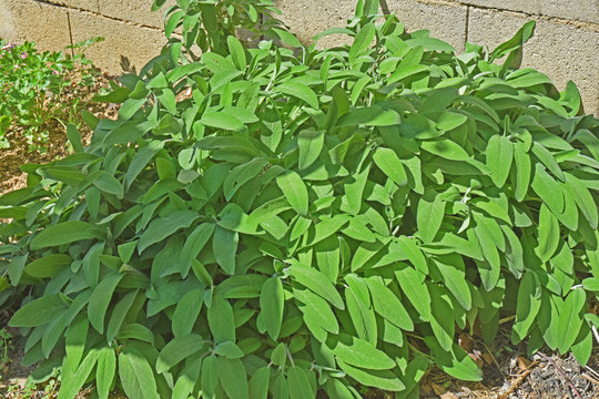 รูปภาพSauge – เลือกดูภาพถ่ายสต็อก เวกเตอร์ และวิดีโอ1,437 | Adobe Stock