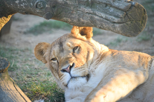 รูปภาพLionne – เลือกดูภาพถ่ายสต็อก เวกเตอร์ และวิดีโอ4,033 | Adobe Stock