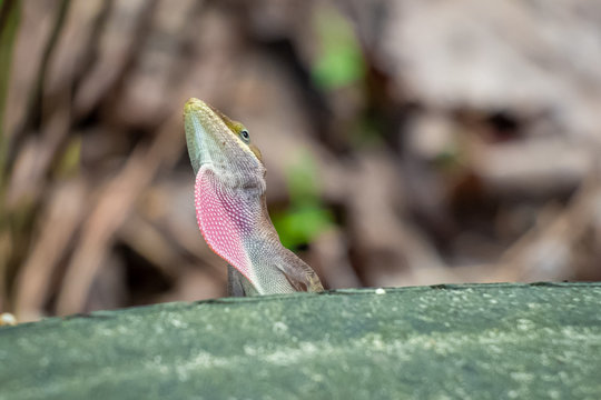 Skittering Bilder – Durchsuchen 273 Archivfotos, Vektorgrafiken und ...