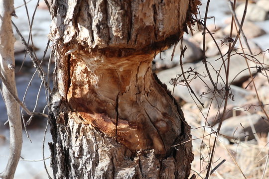 รูปภาพGnawed – เลือกดูภาพถ่ายสต็อก เวกเตอร์ และวิดีโอ23,503 | Adobe Stock